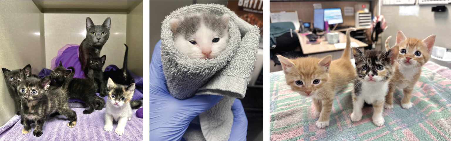 Kitten Season - Austin Humane Society