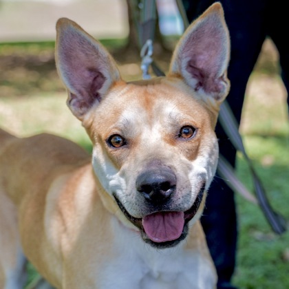 Billie - Austin Humane Society