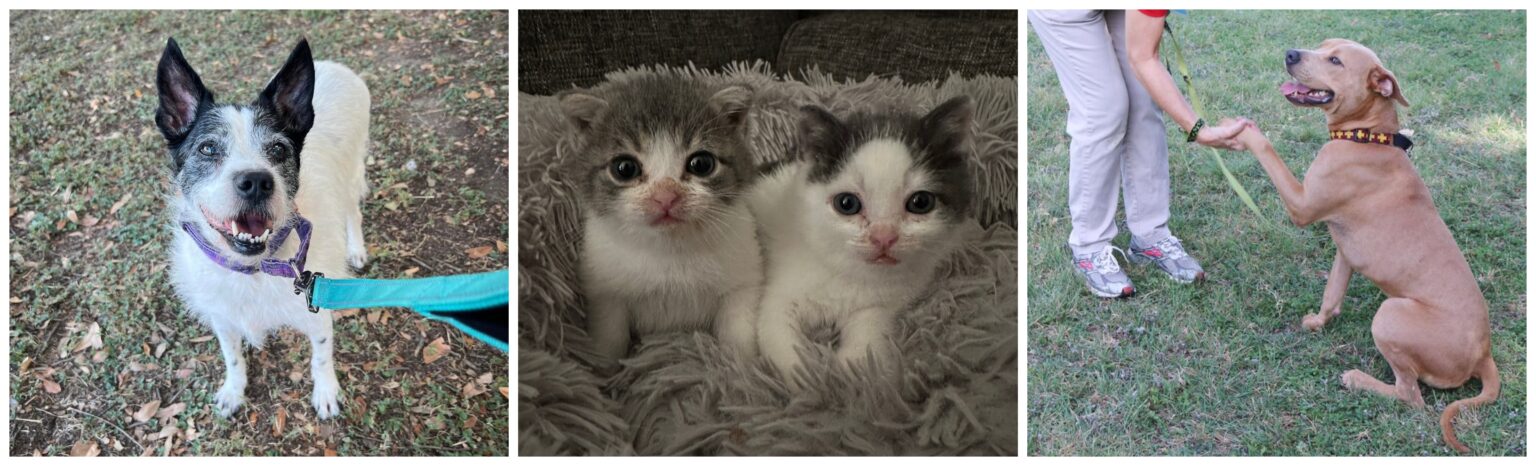 Foster Friday - Austin Humane Society