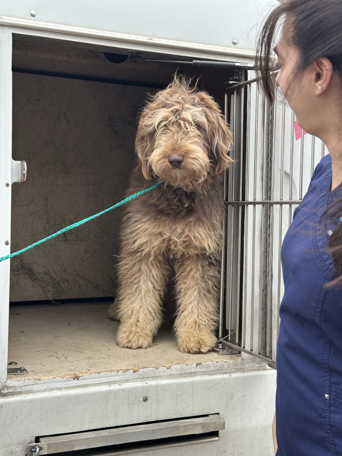 Austin Humane Society In The News & Media